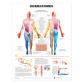 Products - Adam,Rouilly