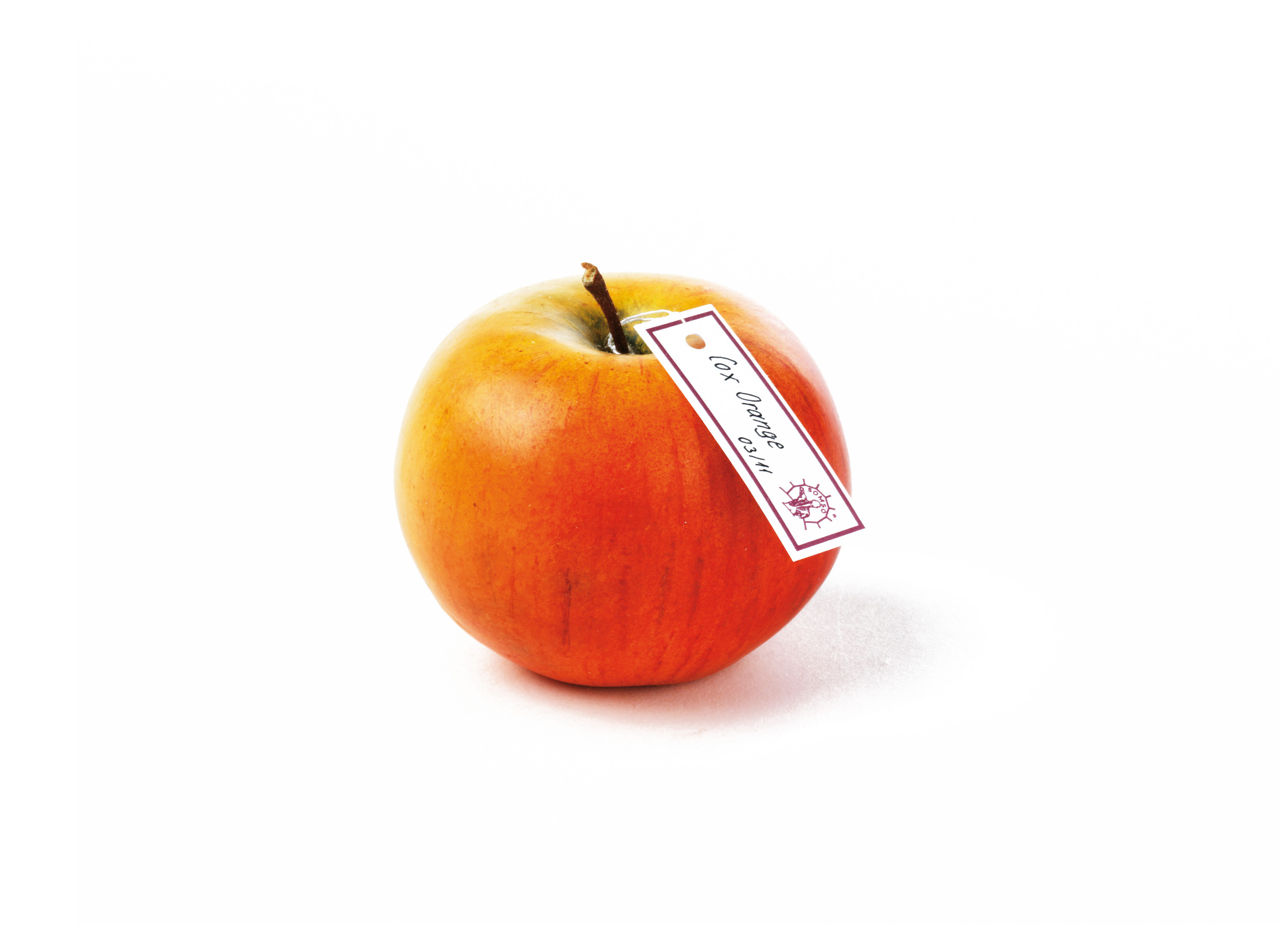 Cox's Orange Pippin Without Thick Stem - Adam,Rouilly