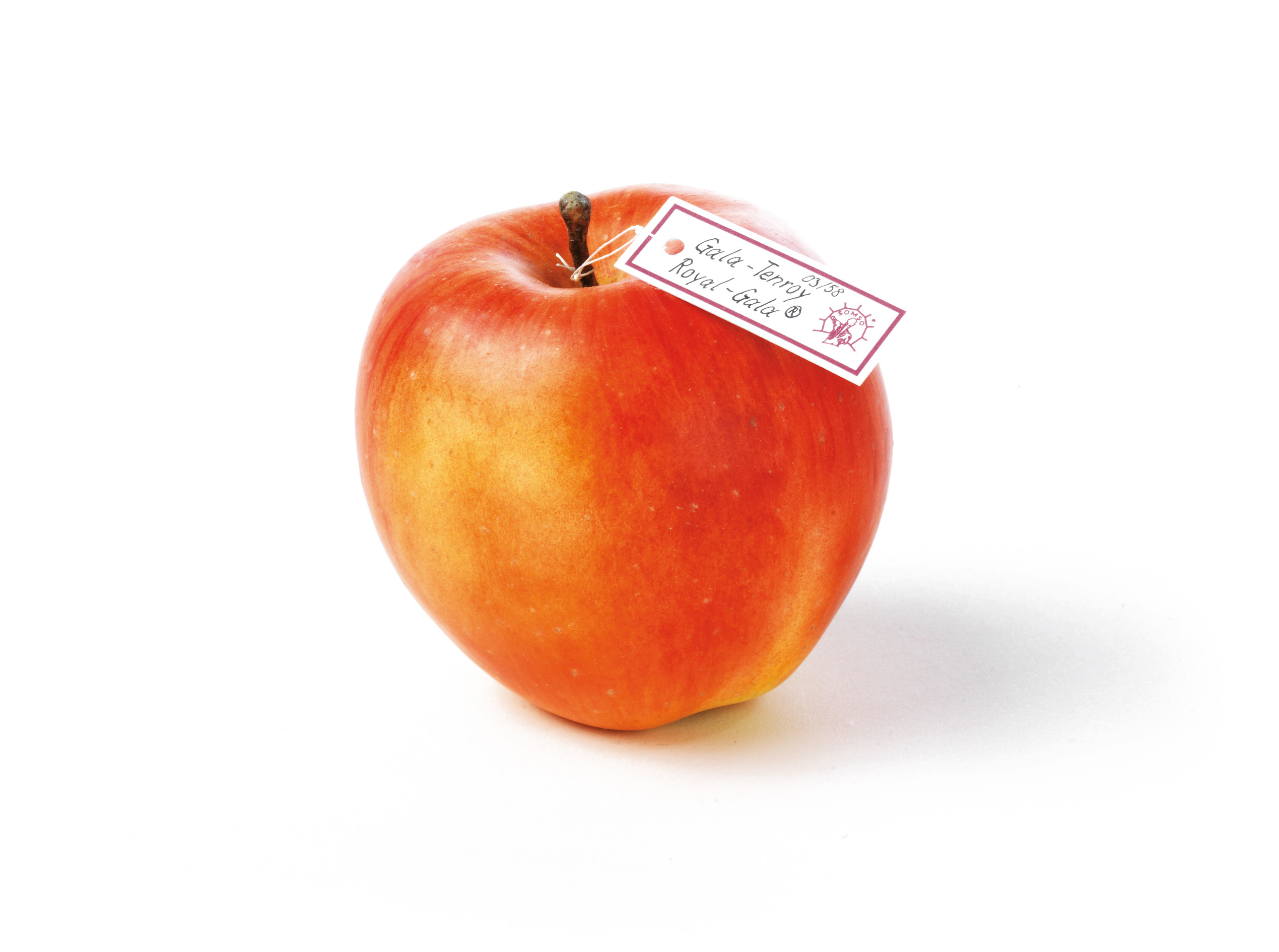 Gala-Tenroy- Royal Gala® - Adam,Rouilly