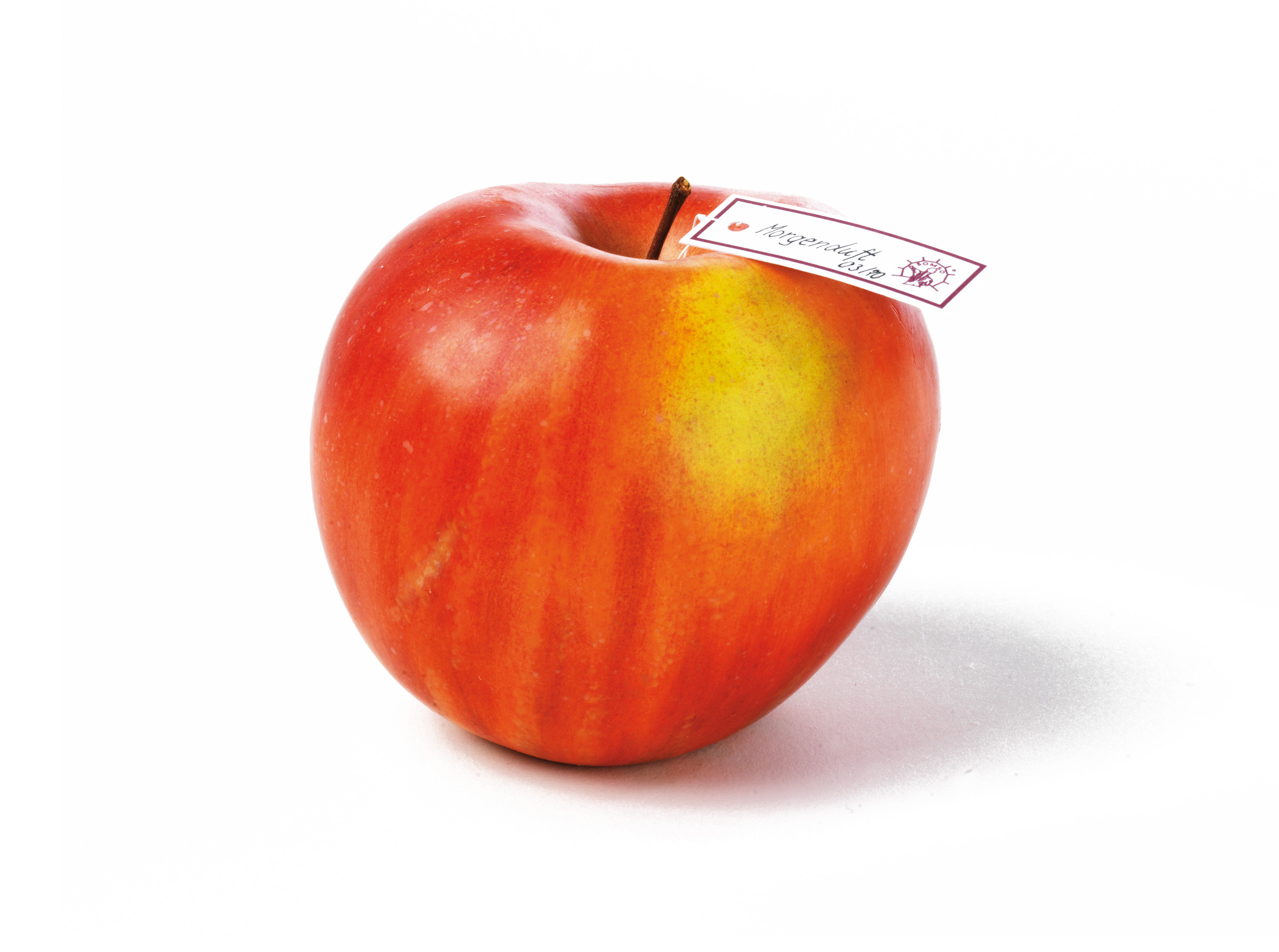 Hoary Morning - Adam,Rouilly