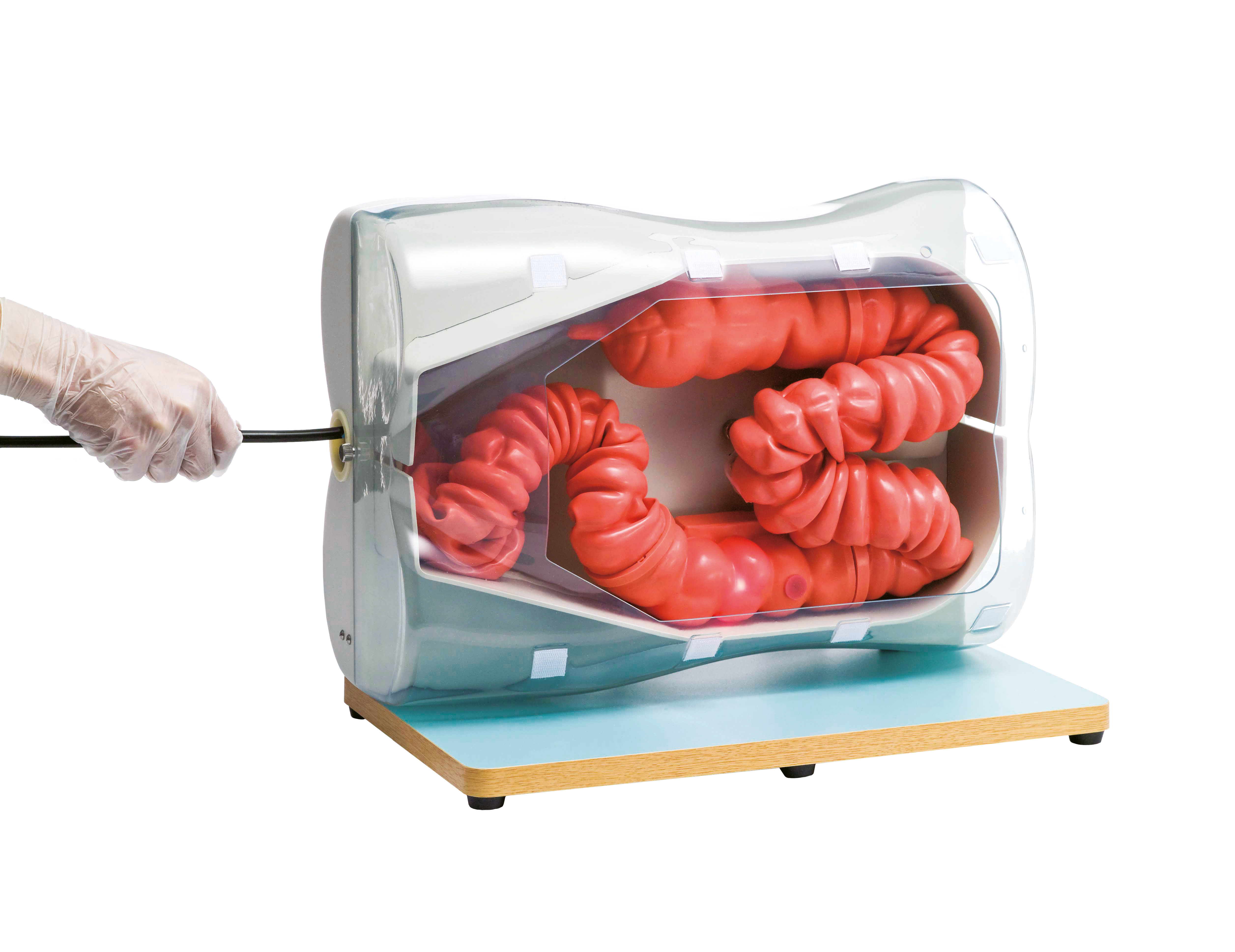 Koken Colonoscopy (Lower GI Endoscopy) Simulator Type II | Adam,Rouilly