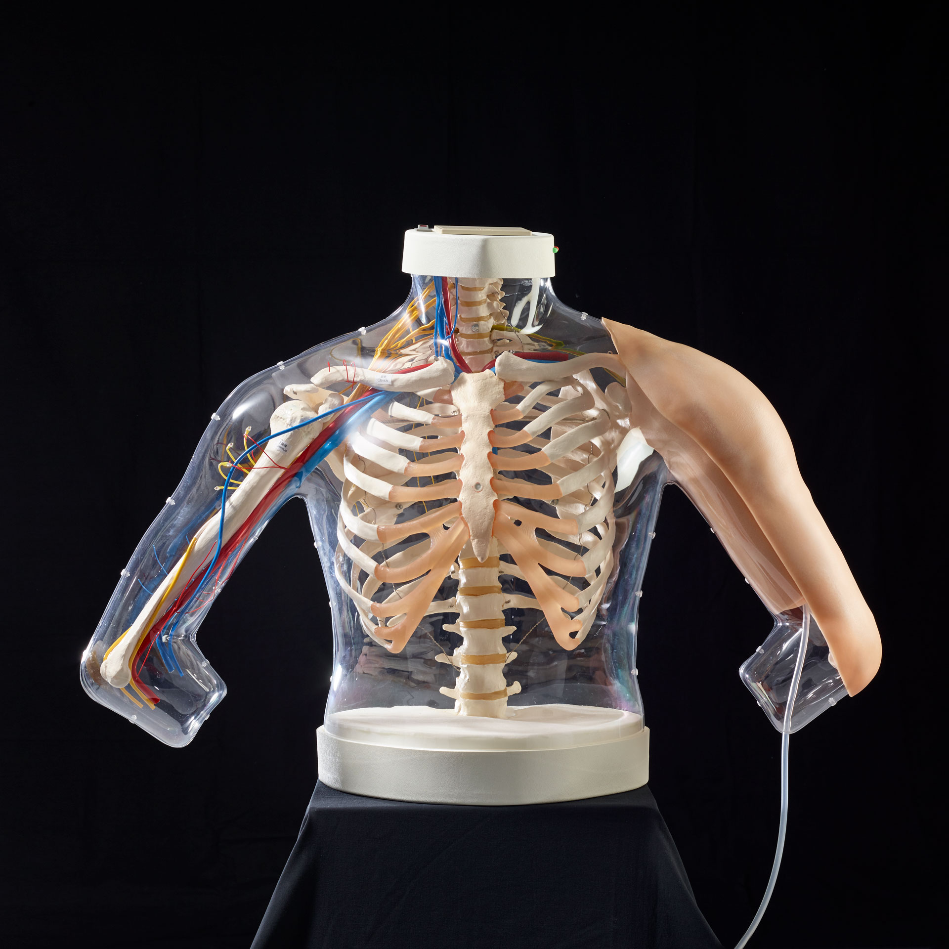 Sakamoto Intramuscular Injection Model of Upper Arm Muscles | Adam,Rouilly