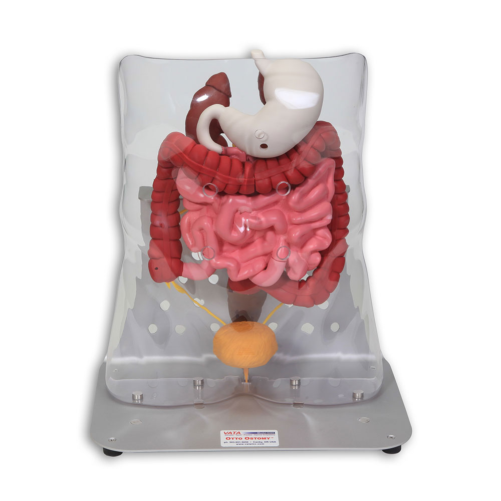 Otto Ostomy Model - Advanced | Adam,Rouilly