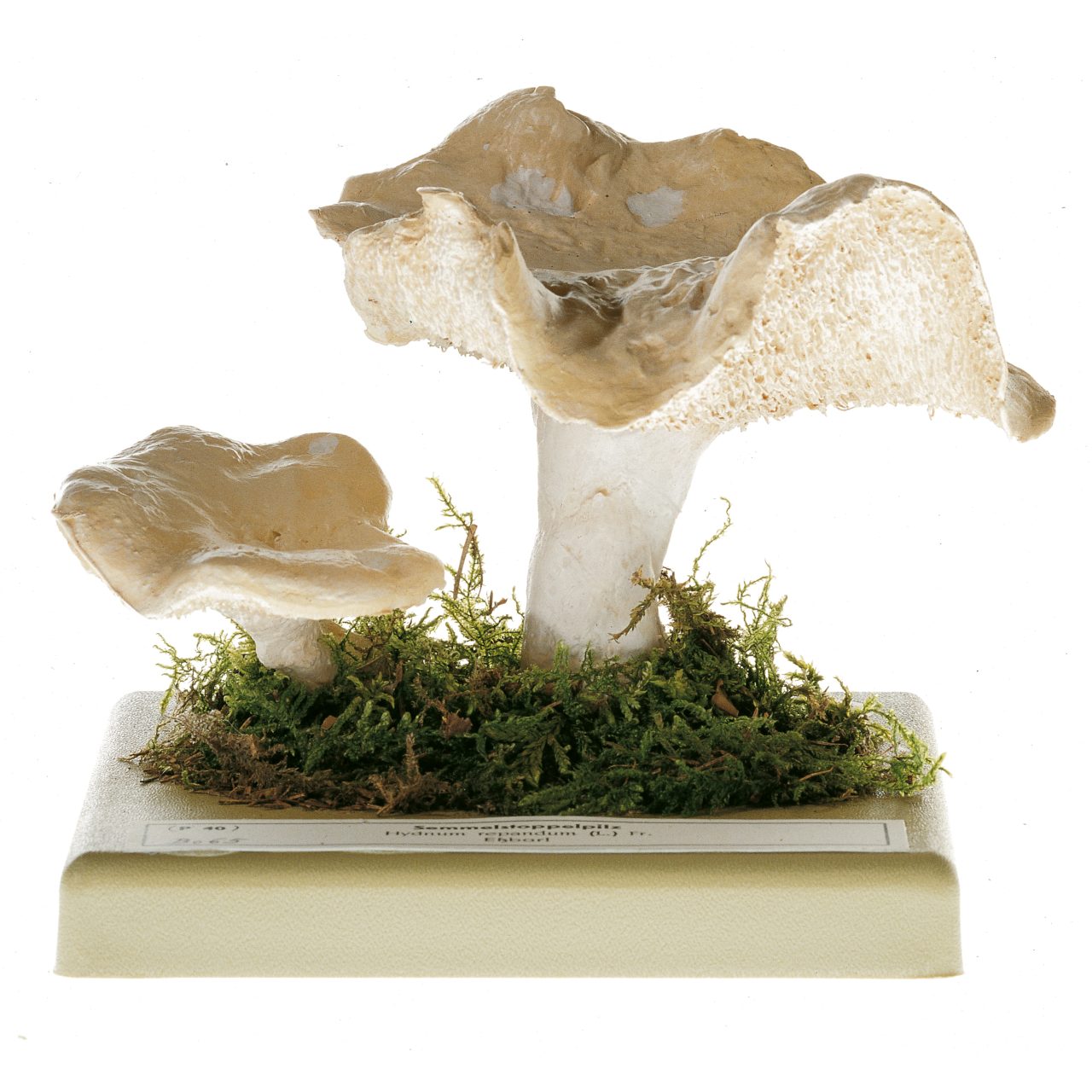 Sweet Tooth - Adam,Rouilly