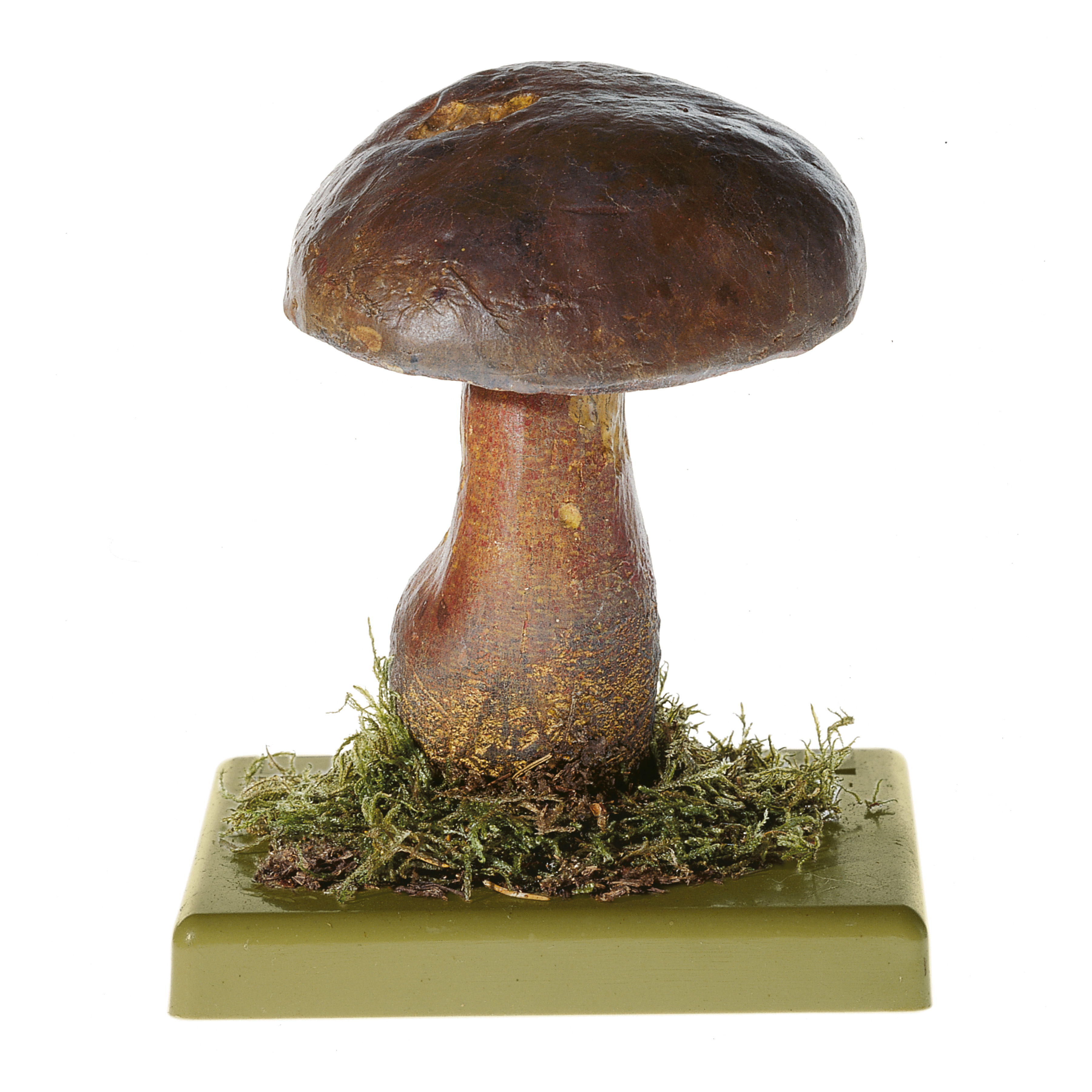 Dotted Stem Bolete - Adam,Rouilly