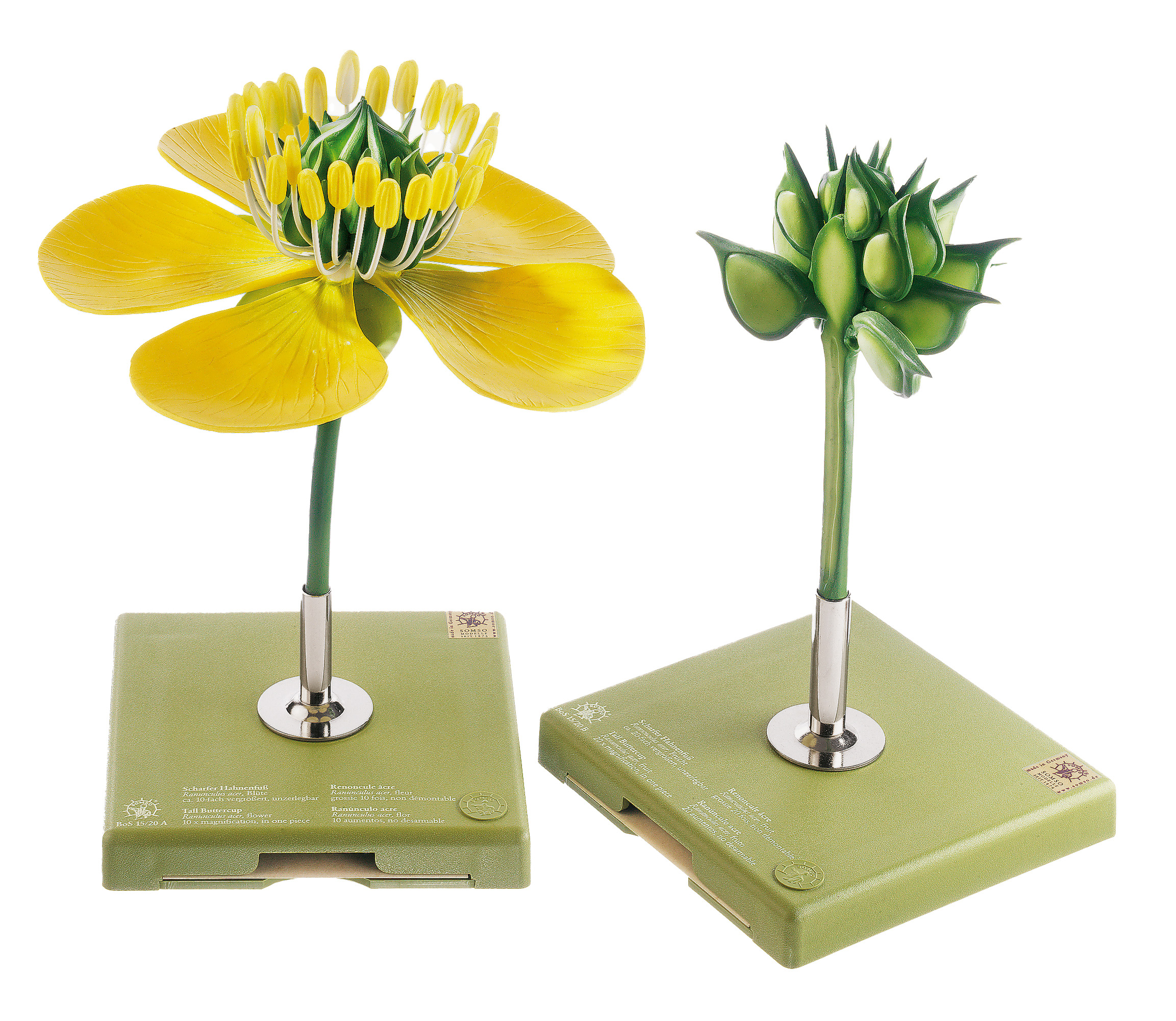 Buttercup, Flower and Fruit - Adam,Rouilly