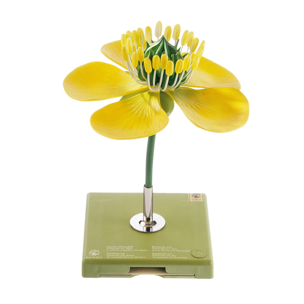 Buttercup - Flower | Adam,Rouilly