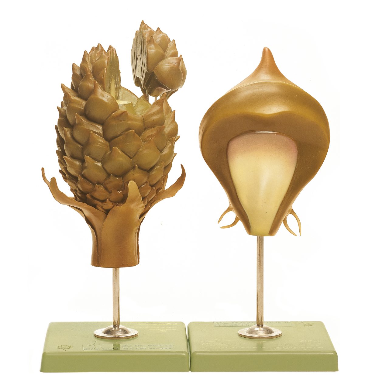 Pine, Female | Adam,Rouilly