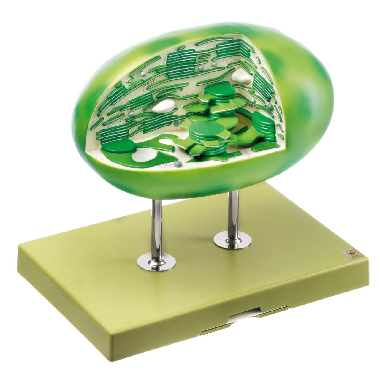 Chloroplast of a Higher Plant - Adam,Rouilly