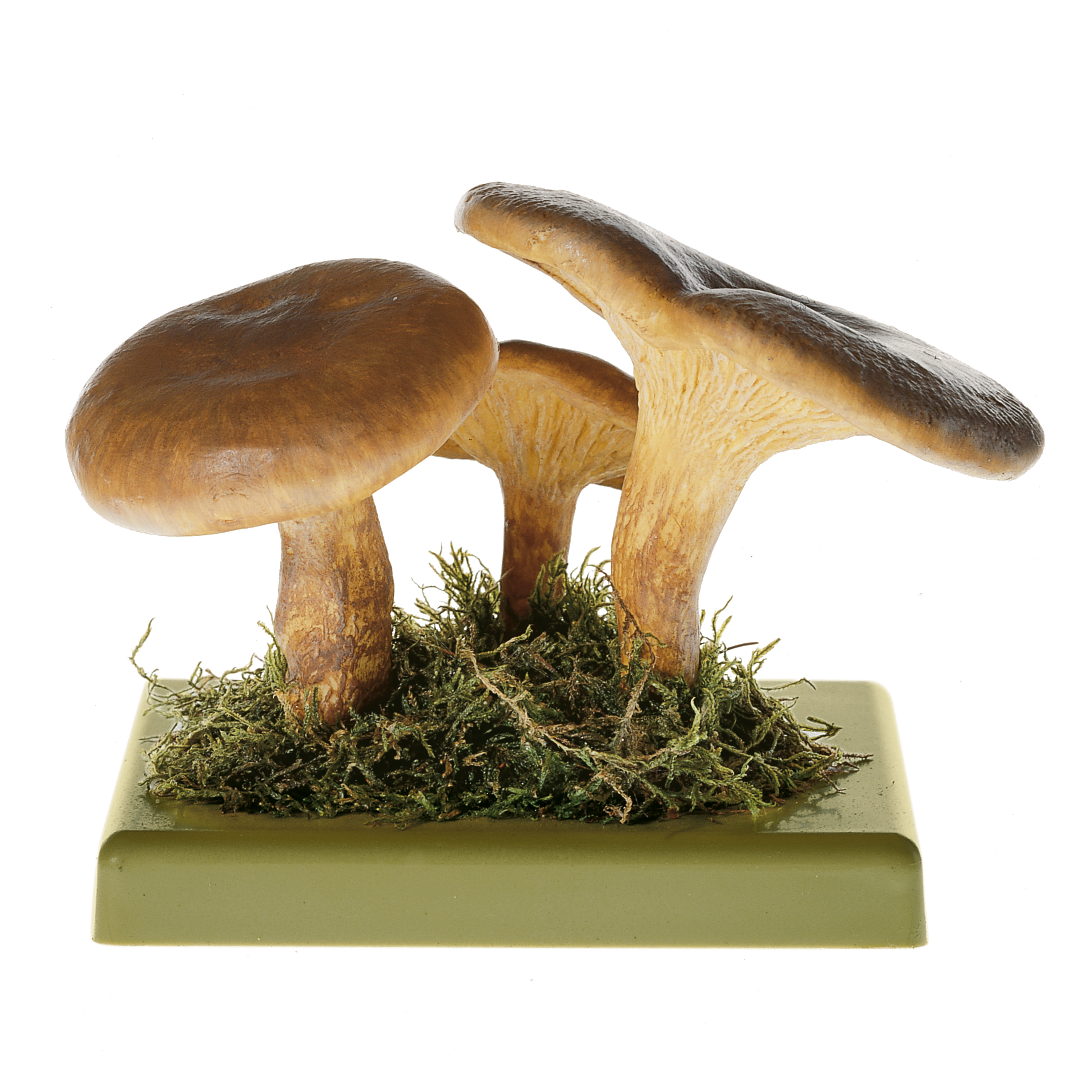 Brown Roll-Rim - Adam,Rouilly