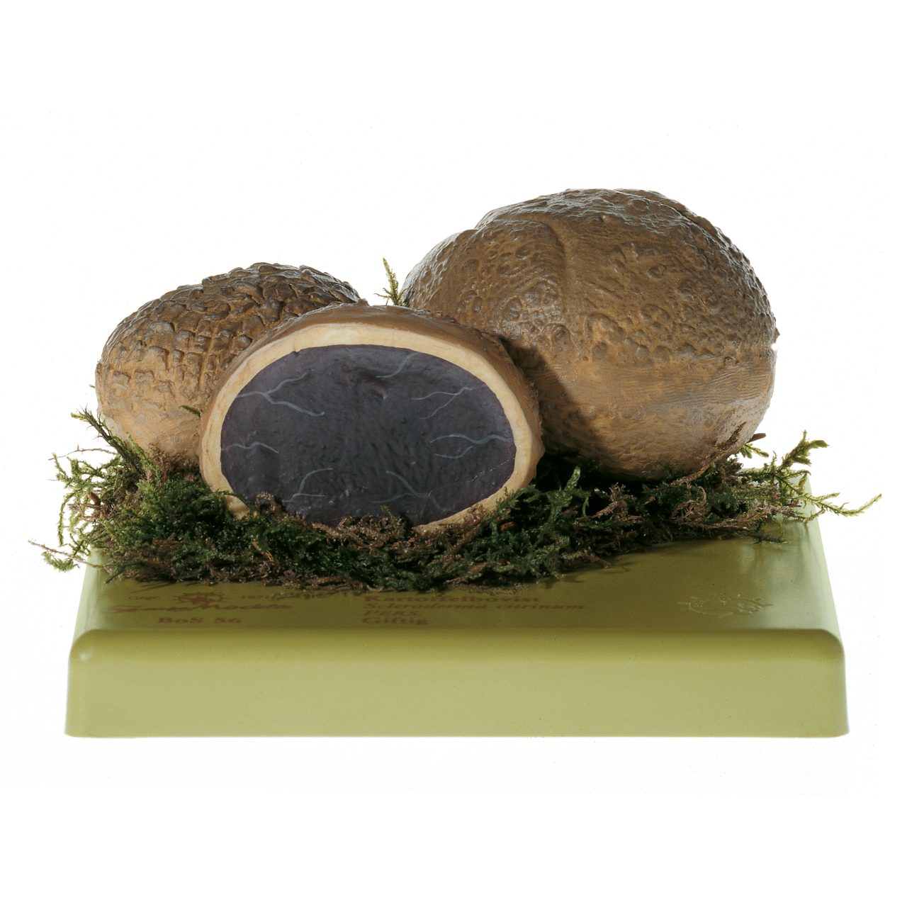 Common Earthball - Adam,Rouilly