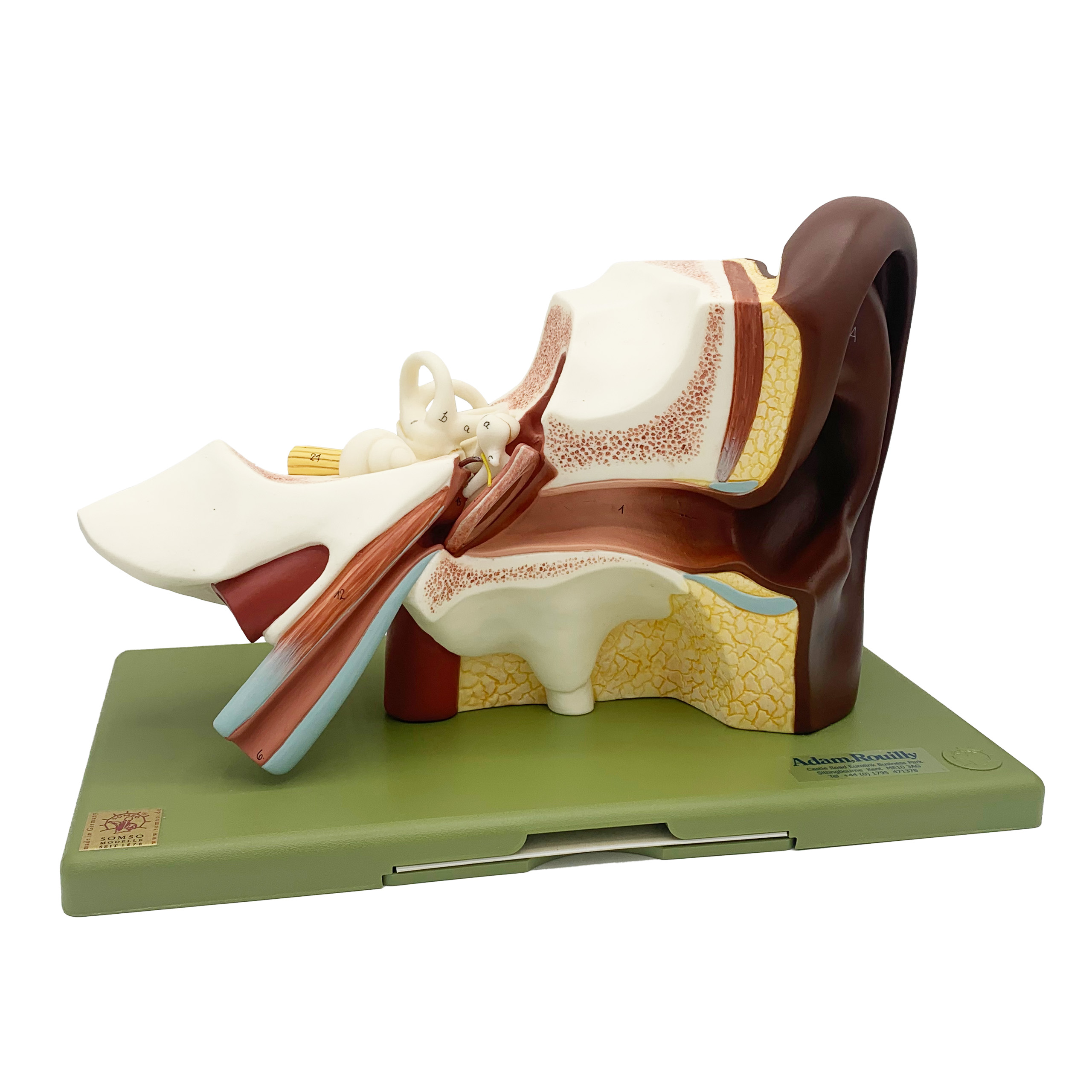 Ear - Separates Into 3 Parts, Dark | Adam,Rouilly