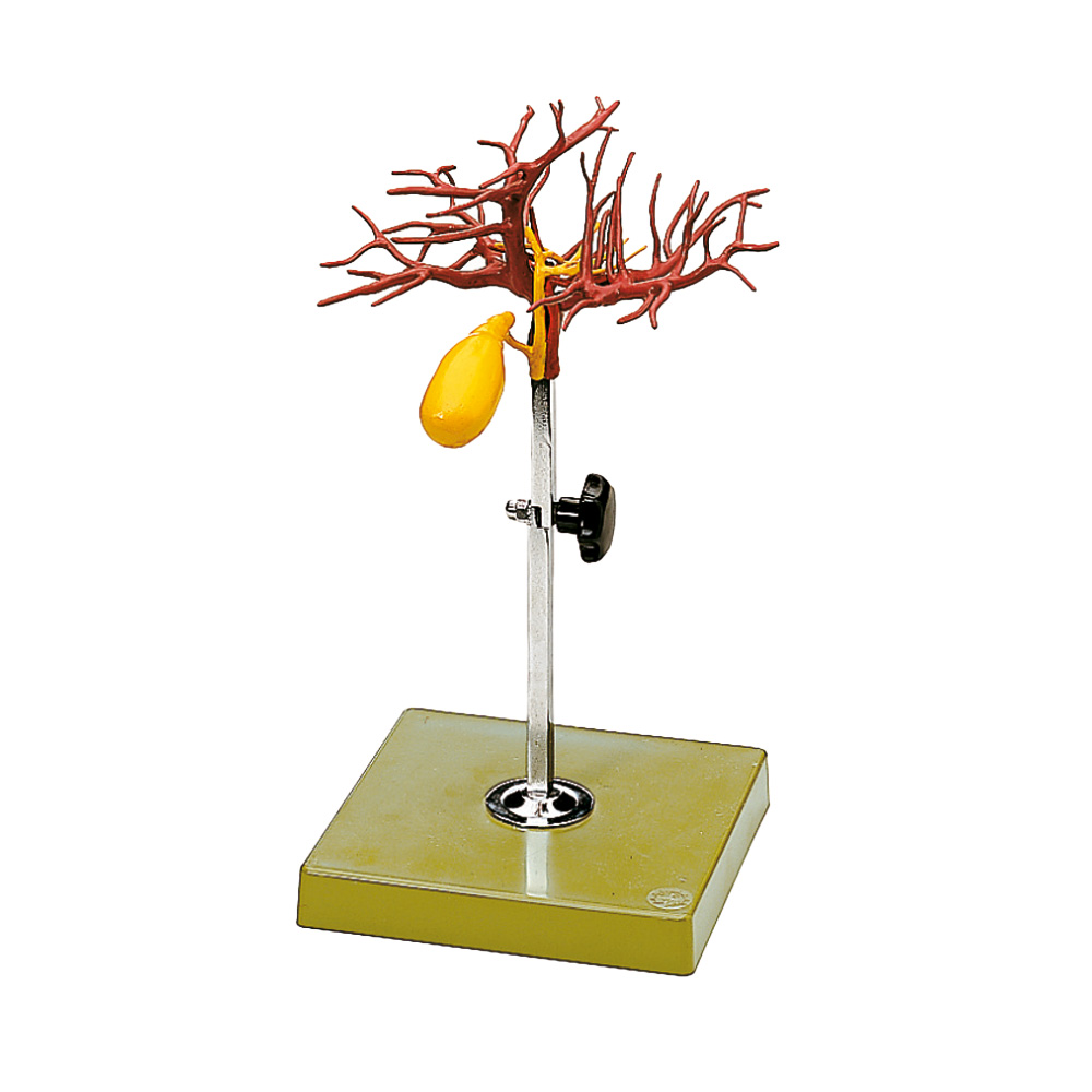 Model Of The Portal Vein | Adam,Rouilly