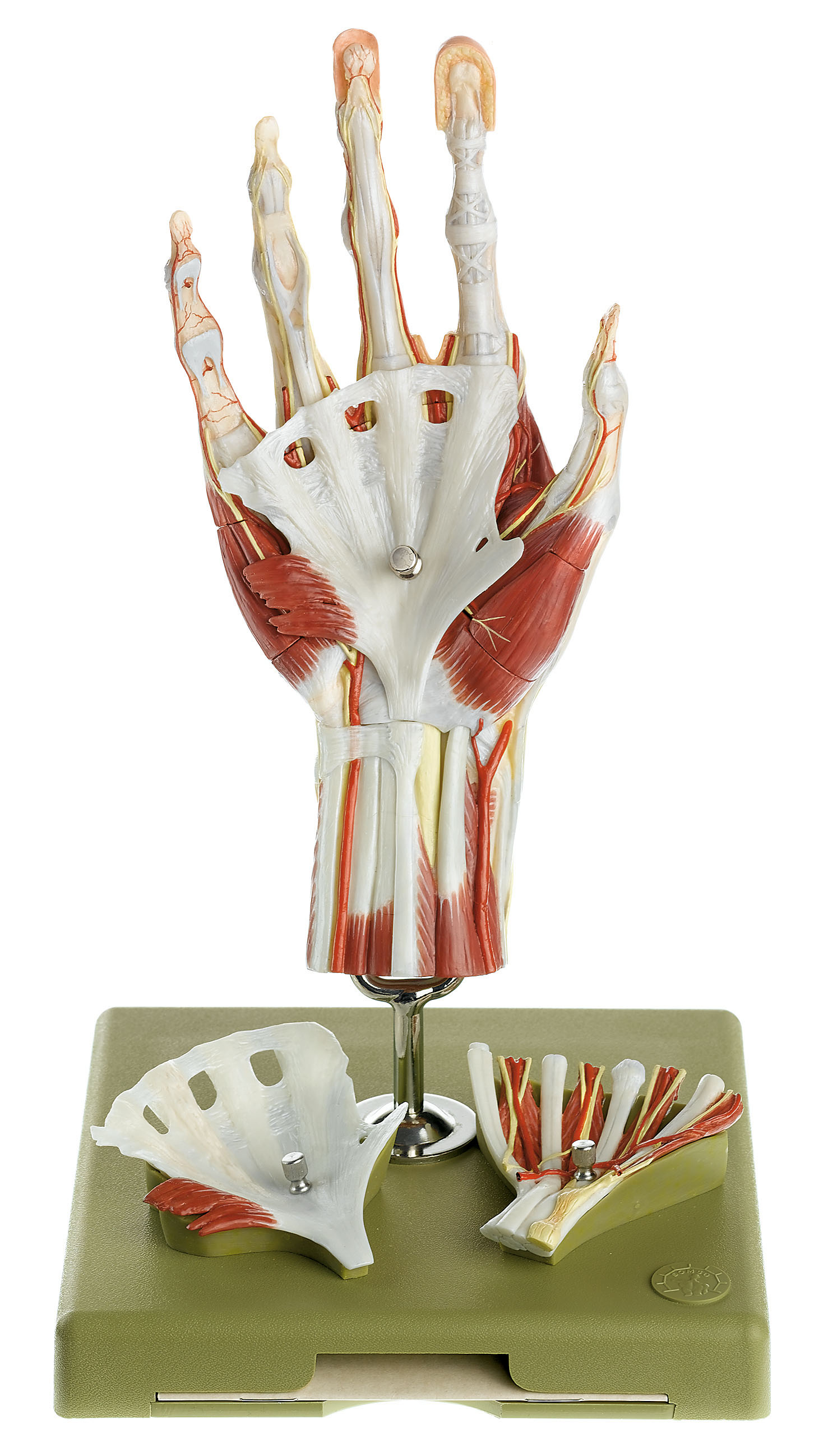 Surgical Hand Model in a Didactic Colour-Scheme, Light - Adam,Rouilly