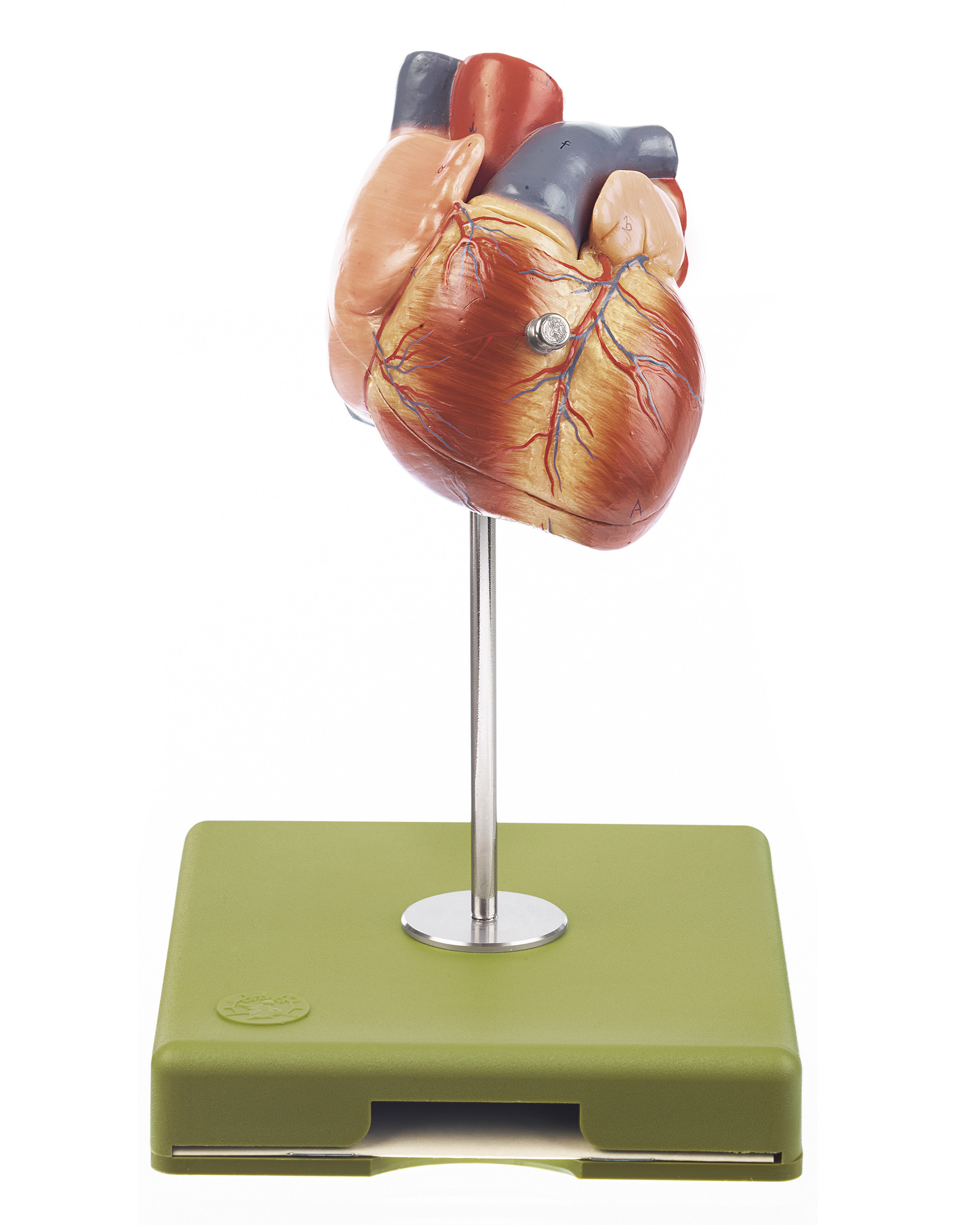 Heart - Adam,Rouilly