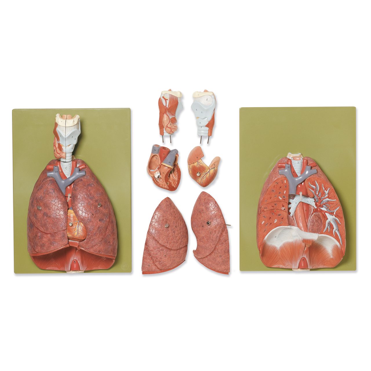 Lungs With Heart, Diaphragm and Larynx | Adam,Rouilly
