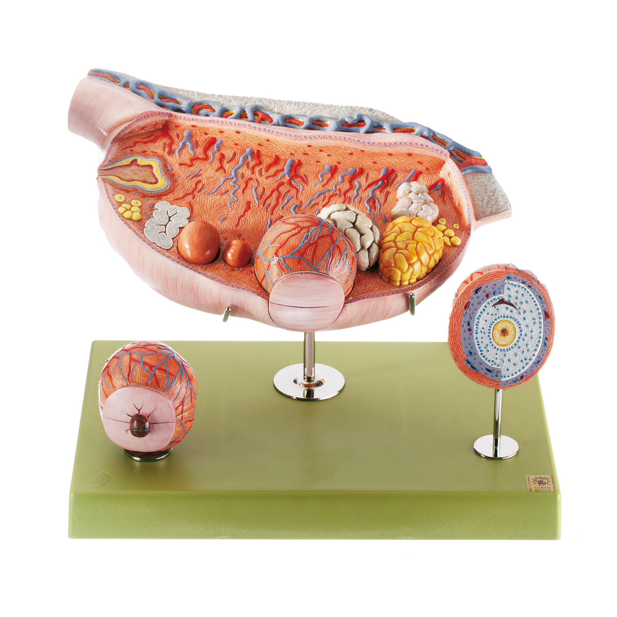 Model Of The Ovary | Adam,Rouilly