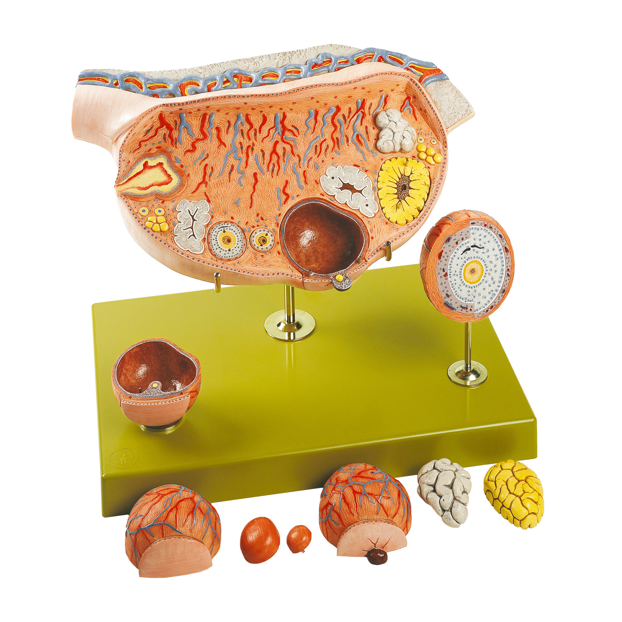 Model Of The Ovary | Adam,Rouilly