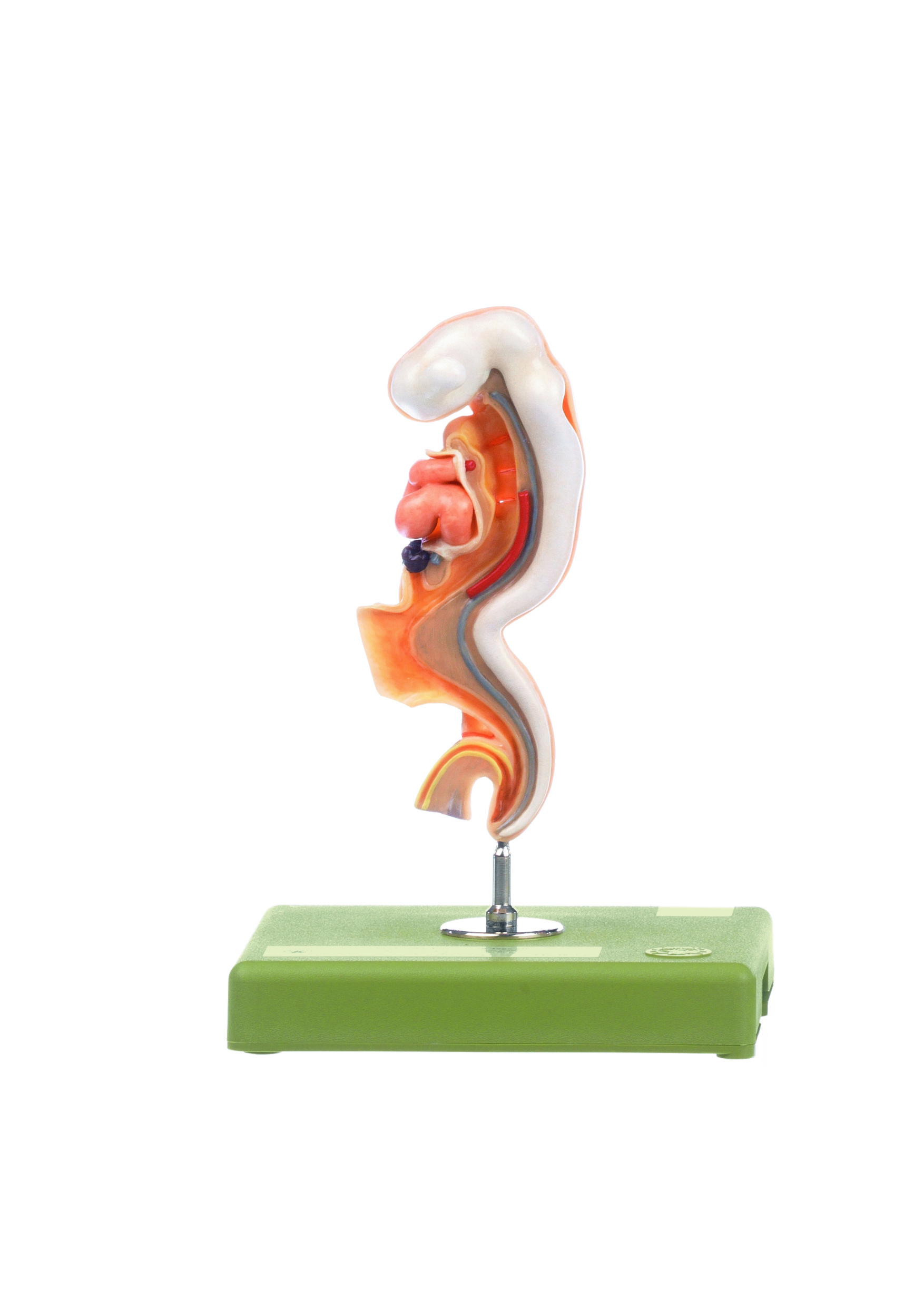 Human Embryo - Approximately 28 Days Old - Adam,Rouilly