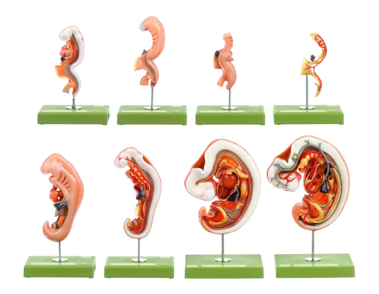 Anatomy of Human Embryos - Adam,Rouilly