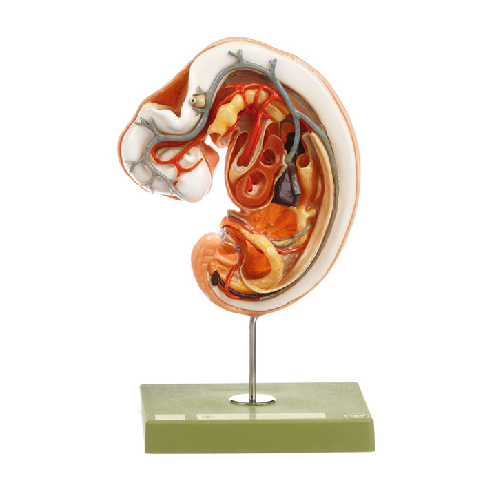 Anatomy of Human Embryos - Adam,Rouilly