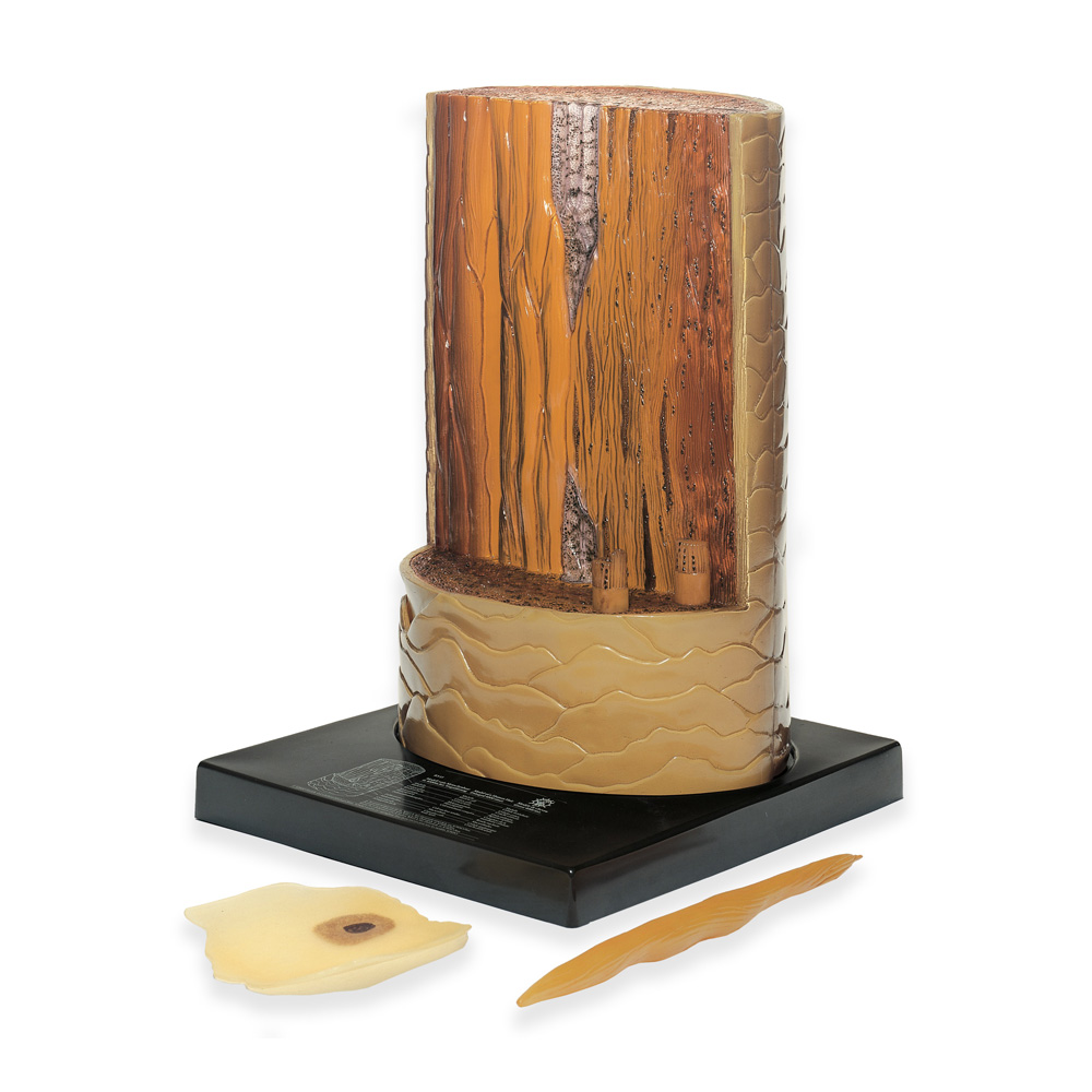 Model Of a Human Hair, Light | Adam,Rouilly