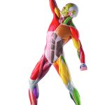 Muscle Figures | Adam,Rouilly