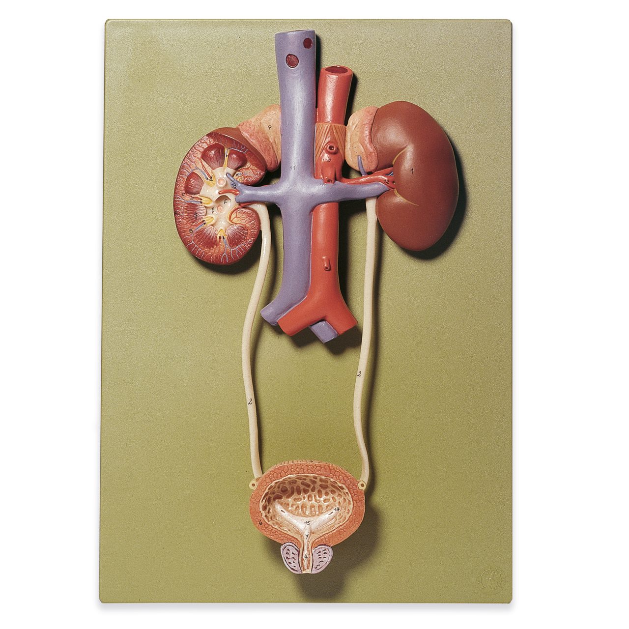 Urinary Tract - Adam,Rouilly