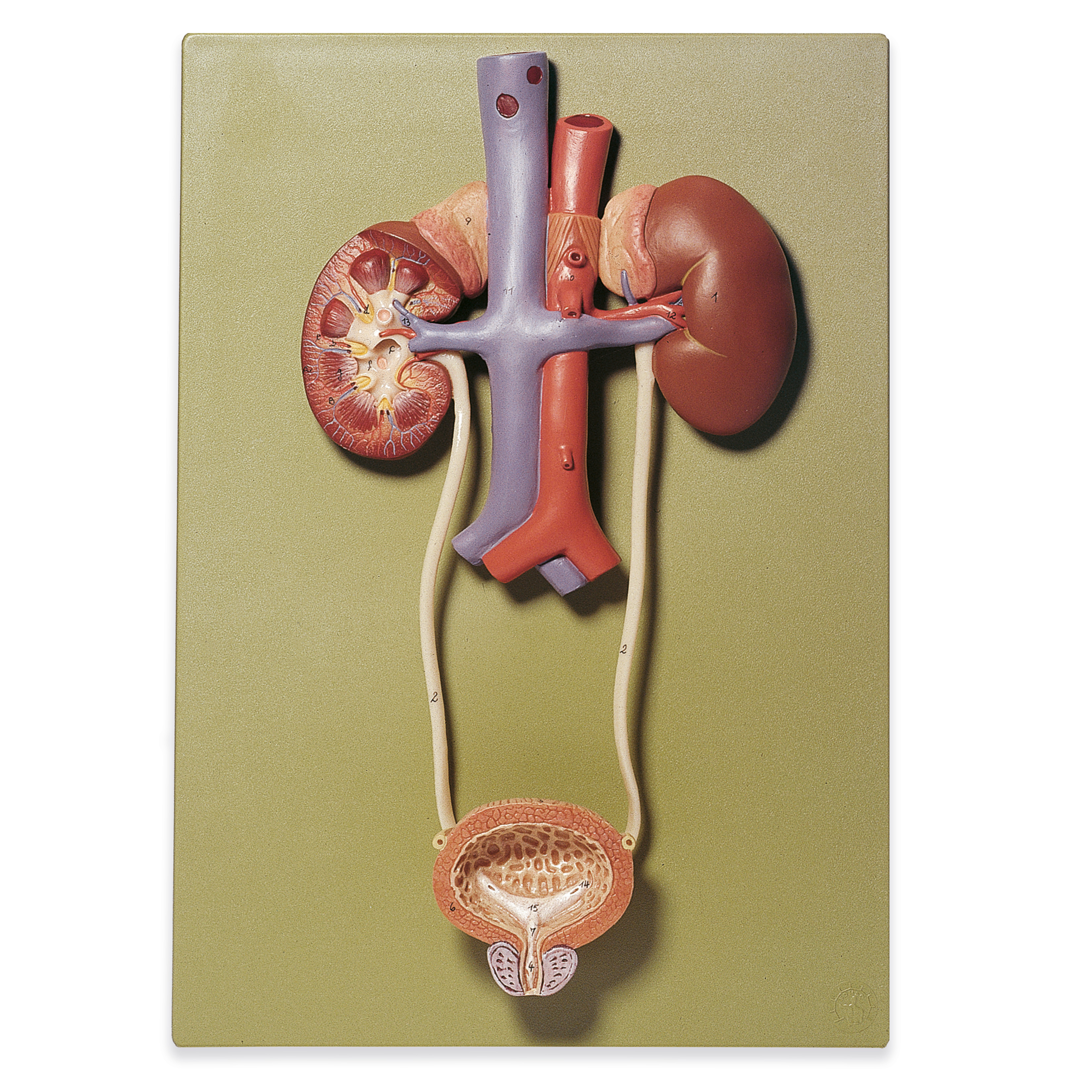 Urinary Tract - Adam,Rouilly