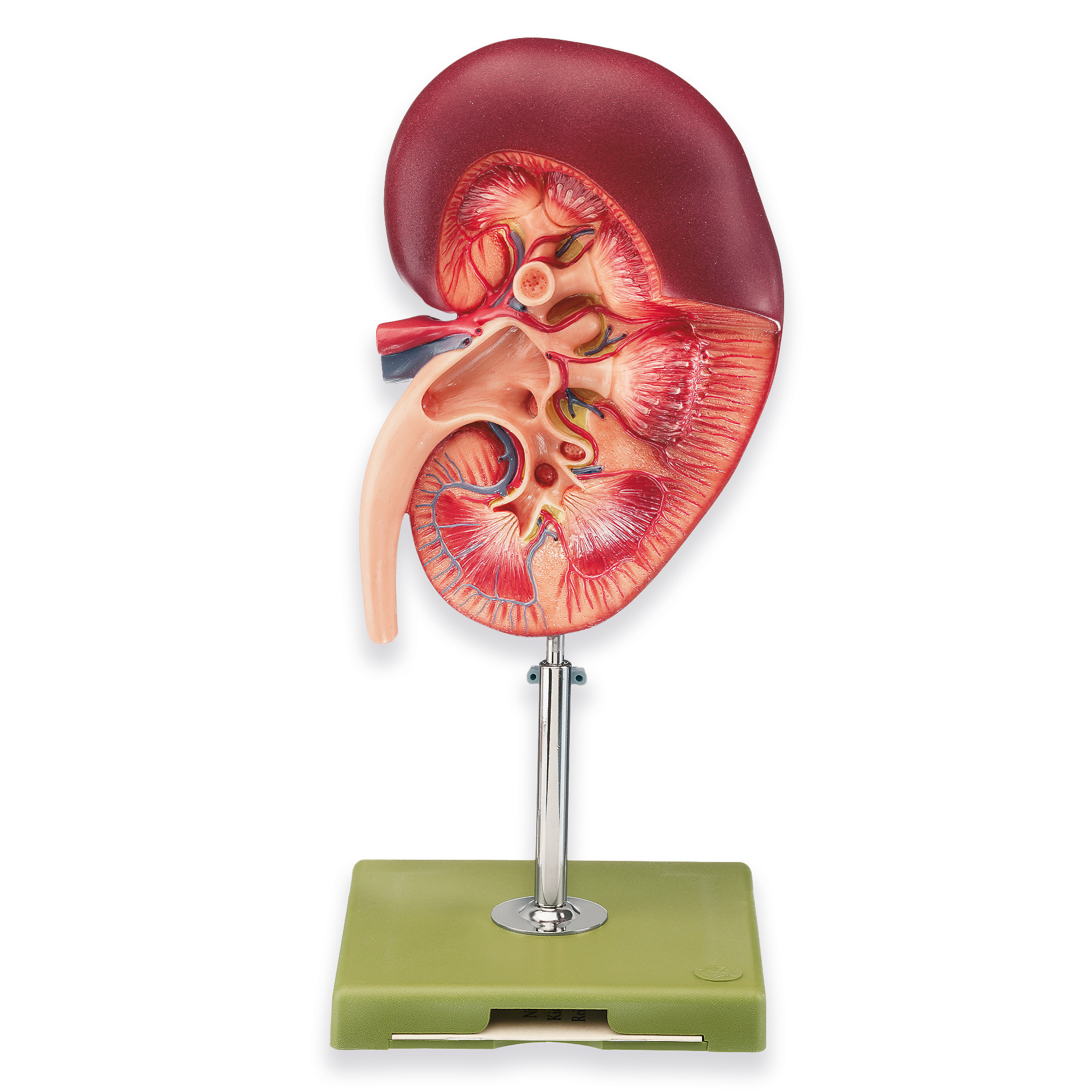 Right Kidney | Adam,Rouilly