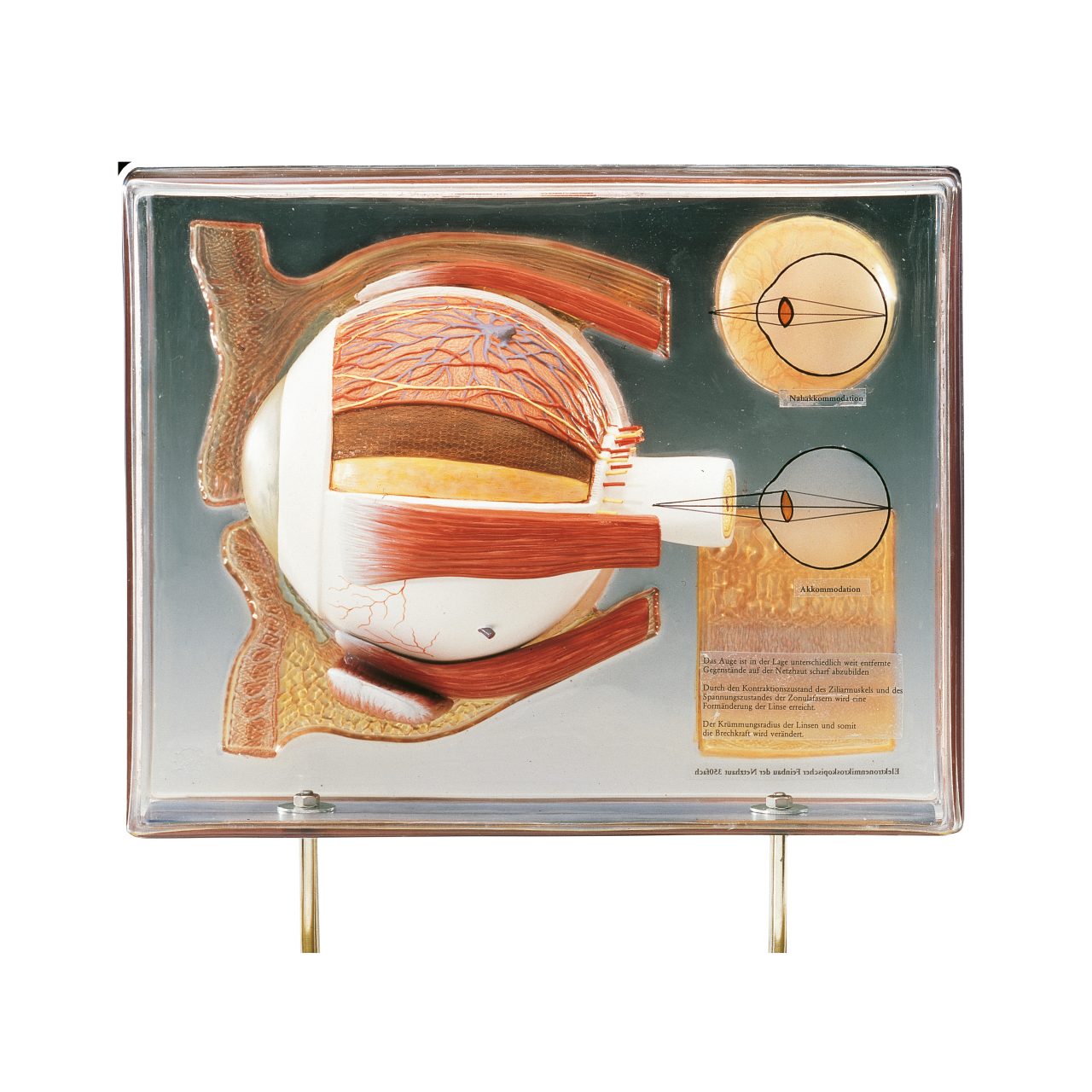 Display Case of the Human Eye - Adam,Rouilly