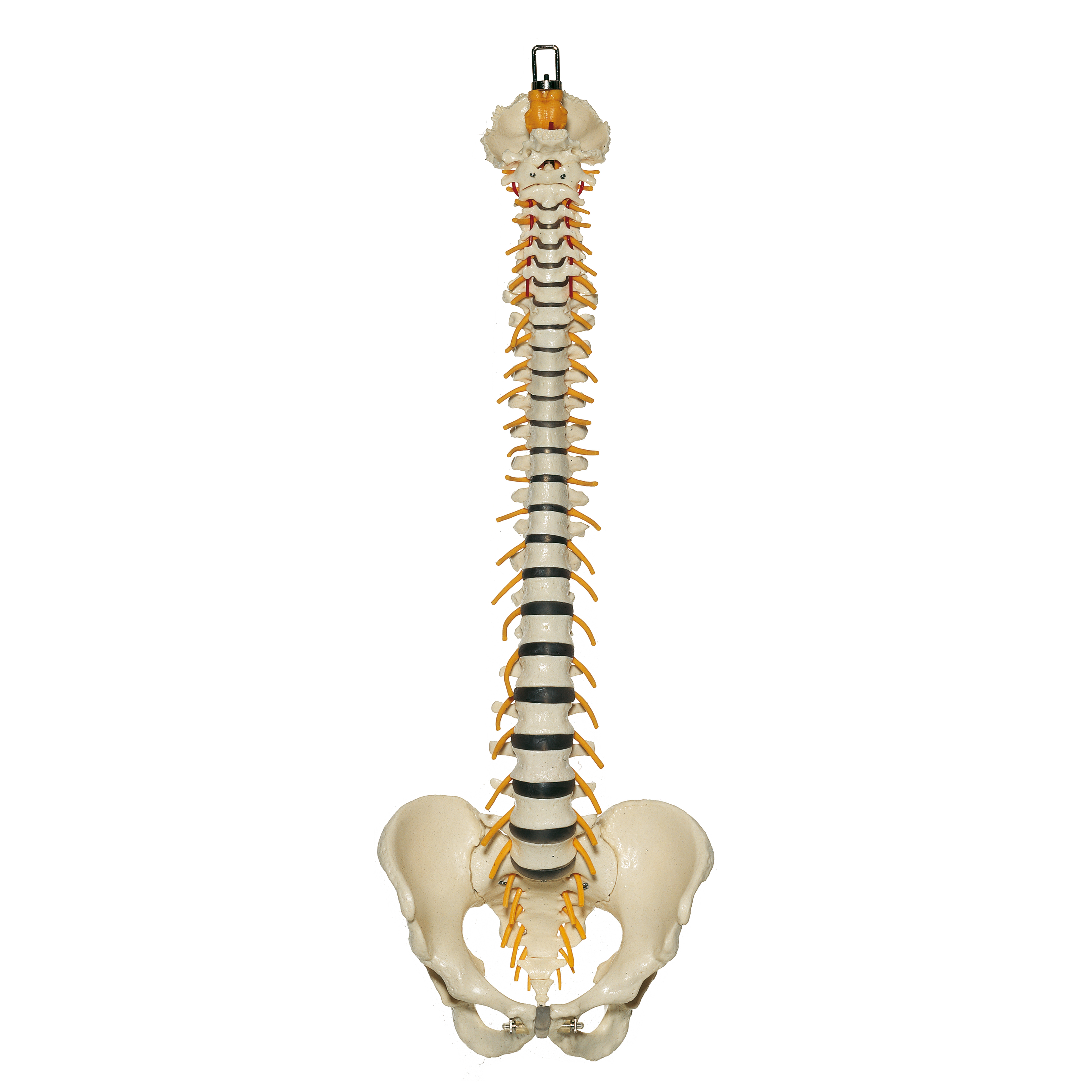 Vertebral Column With Pelvis (Flexibly Mounted) - Adam,Rouilly