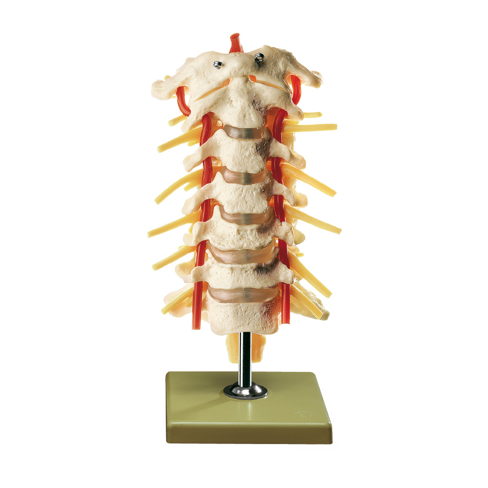 Cervical Vertebral Column - Adam,Rouilly