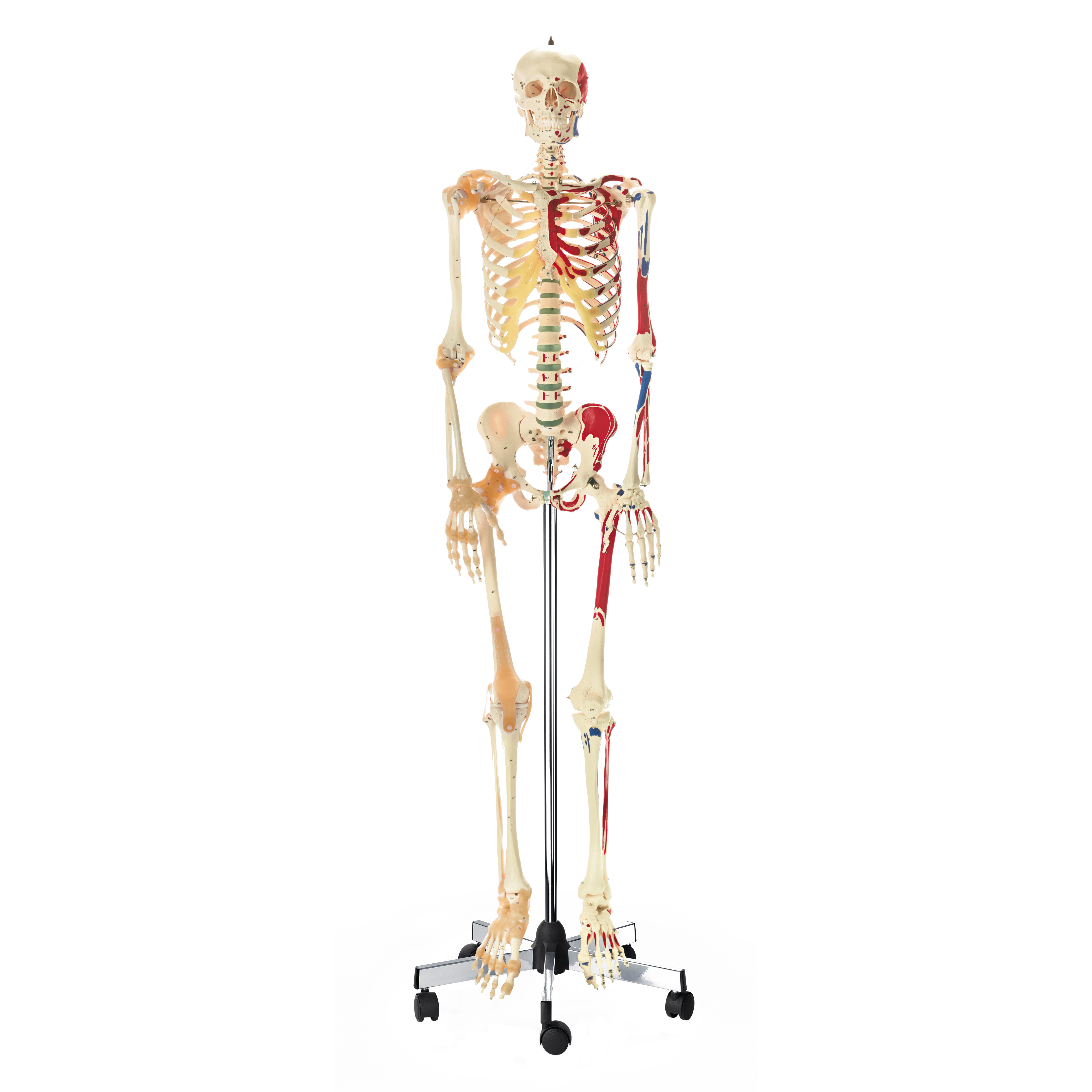 Artificial Human Skeleton - Male - Adam,Rouilly