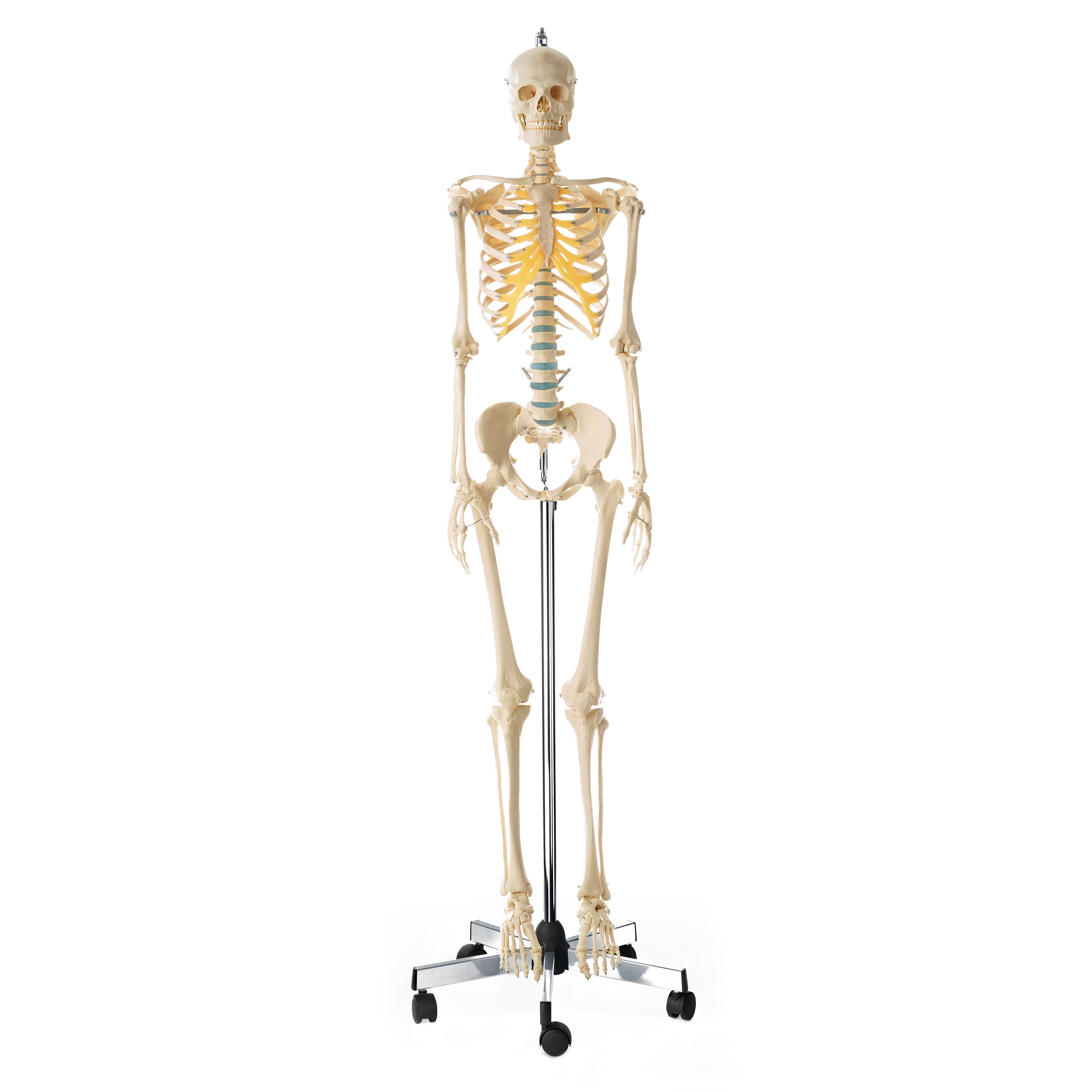 Artificial Human Skeleton - Female - Adam,Rouilly