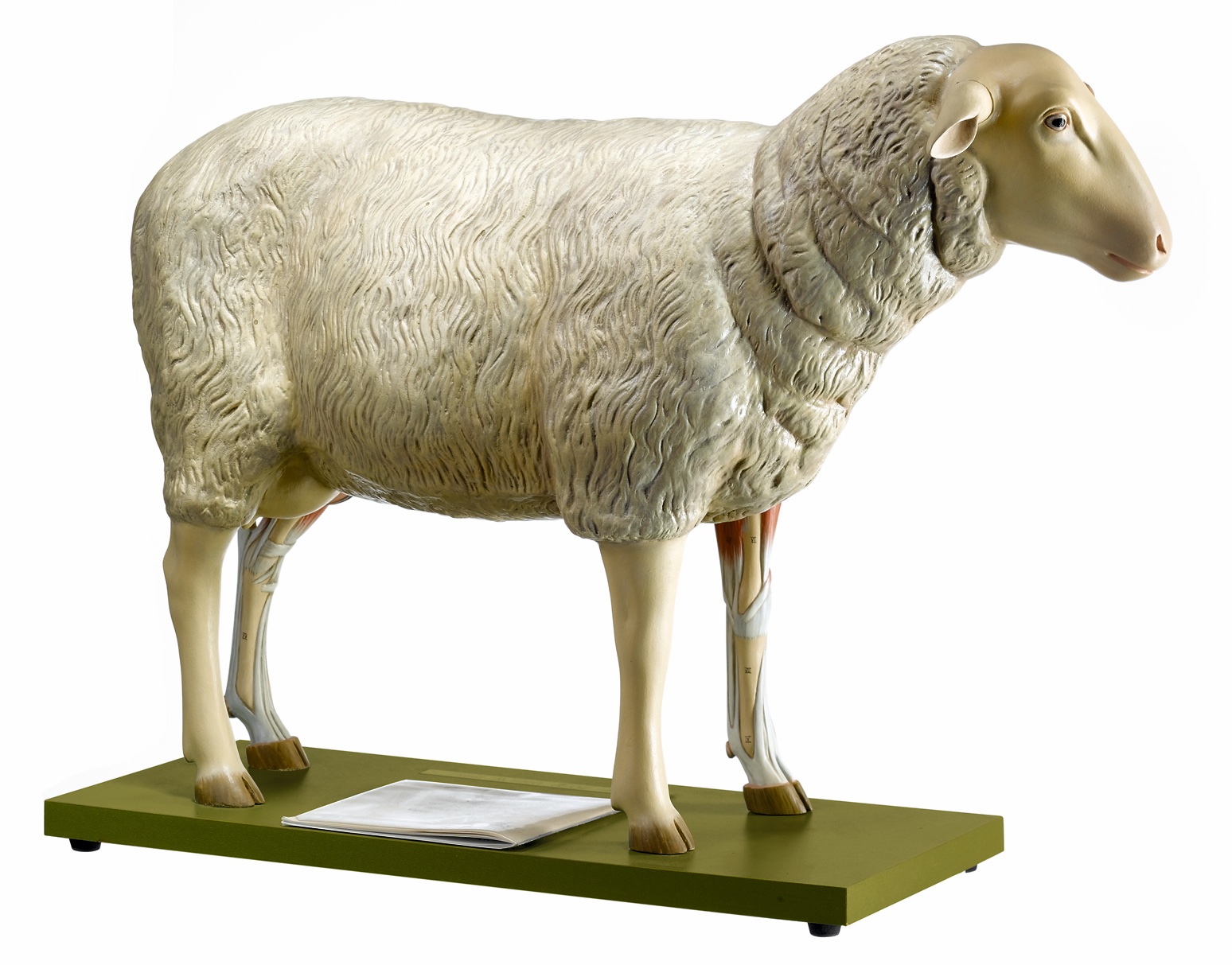 Sheep - Adam,Rouilly