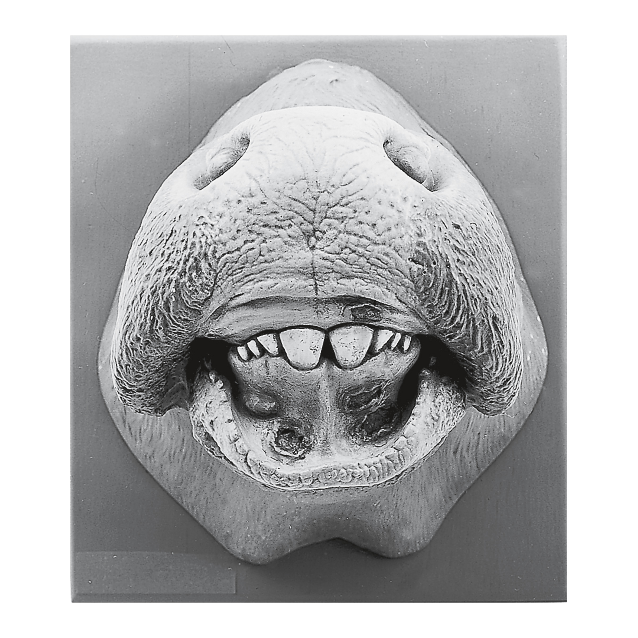 Cow's Mouth With Mouth Disease - Adam,Rouilly