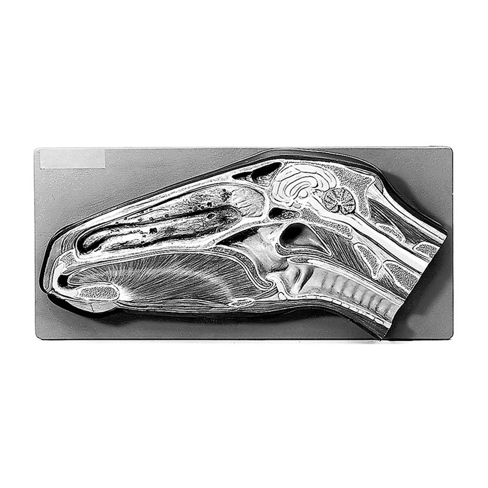 Glanders in a Horse - Adam,Rouilly