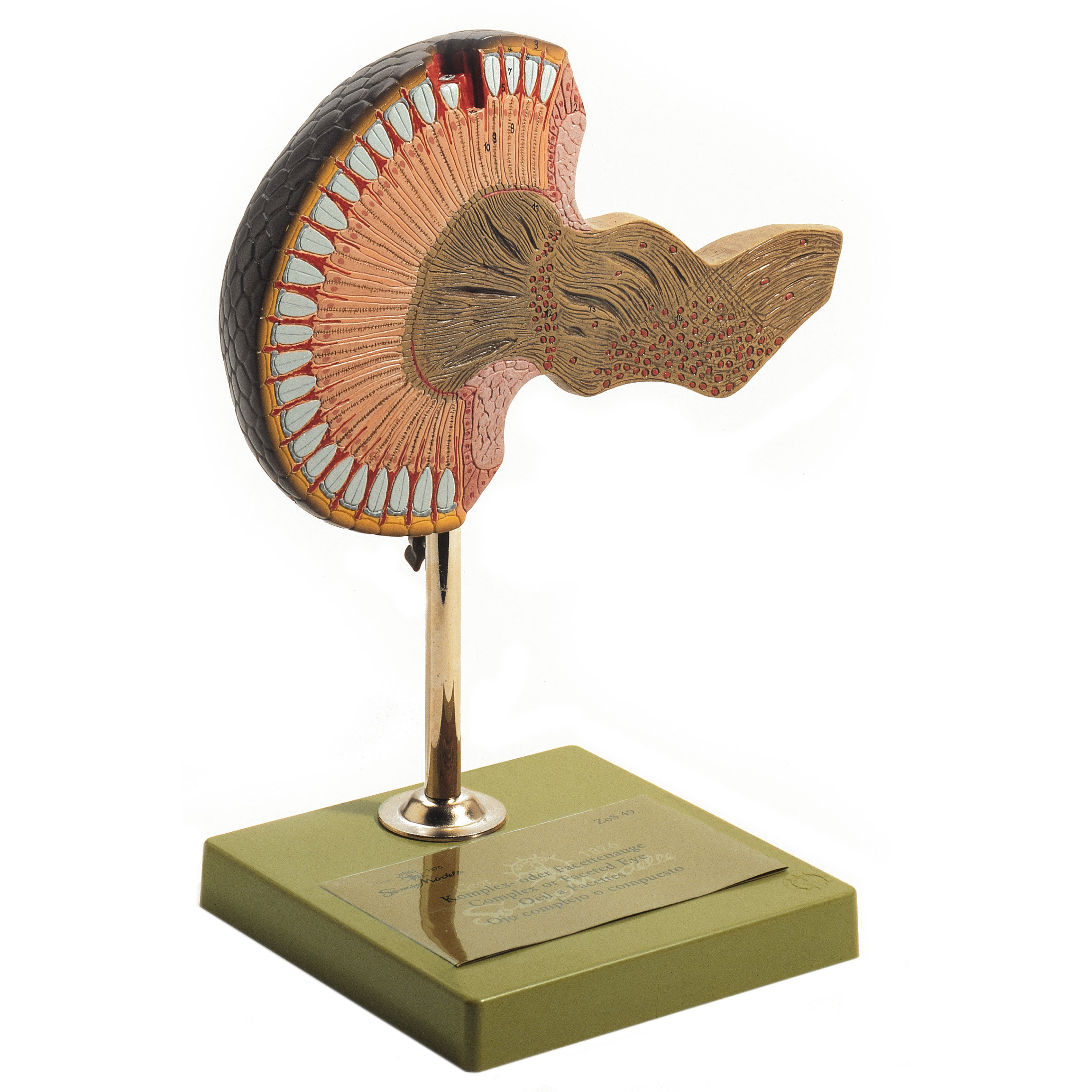 Ommateum Or Compound Eye | Adam,Rouilly