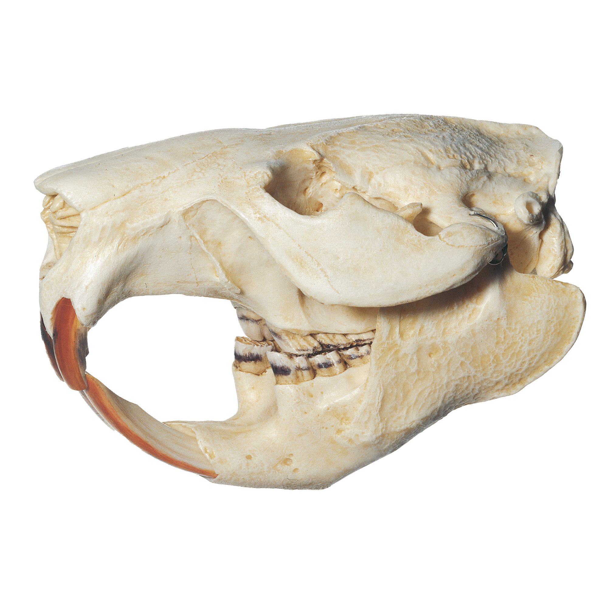 Beaver Skull - Adam,Rouilly