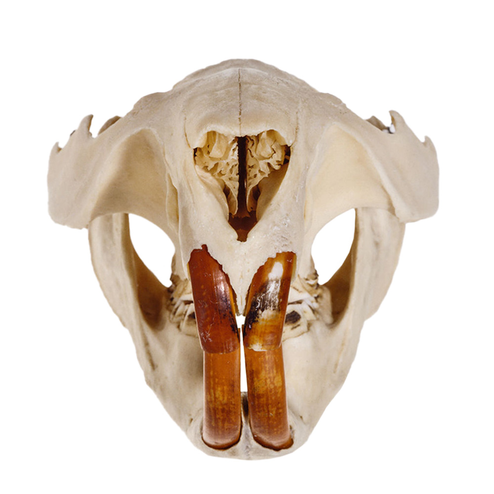 Beaver Skull - Adam,Rouilly