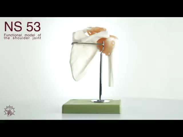 Functional Model of the Shoulder Joint - Adam,Rouilly