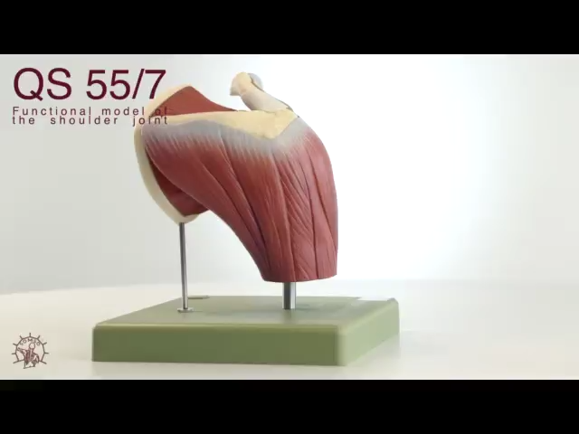 Model of the Shoulder Joint - Adam,Rouilly