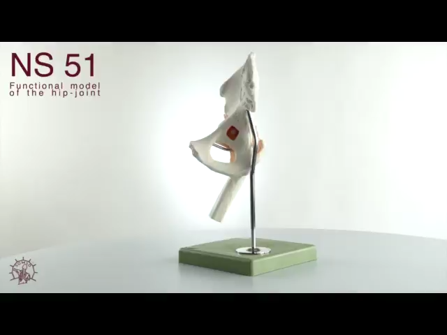 Functional Model of the Hip Joint - Adam,Rouilly