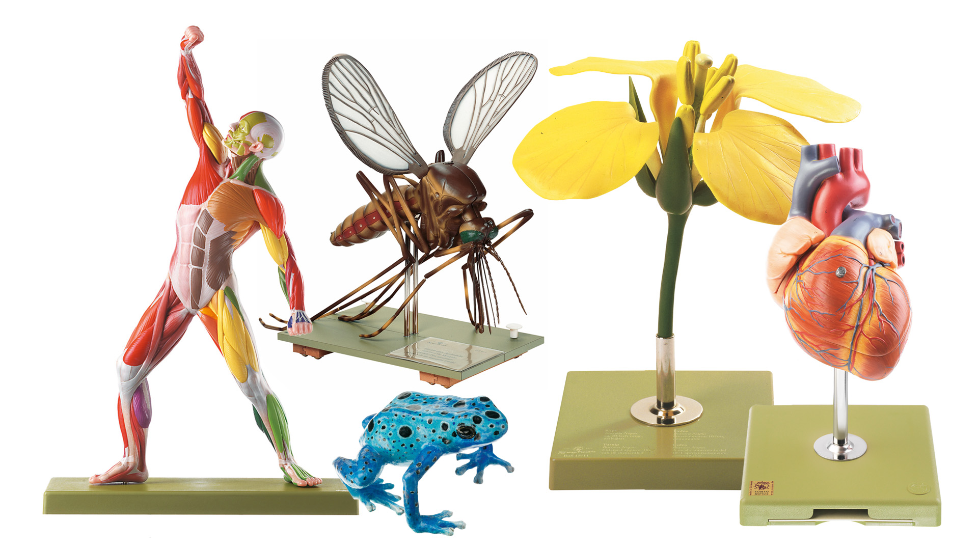 Adam,Rouilly Today - Adam,Rouilly