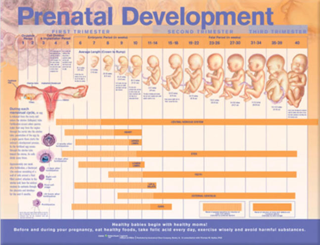 Prenatal Development | Adam,Rouilly