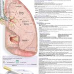 Anatomical Charts | Adam,Rouilly