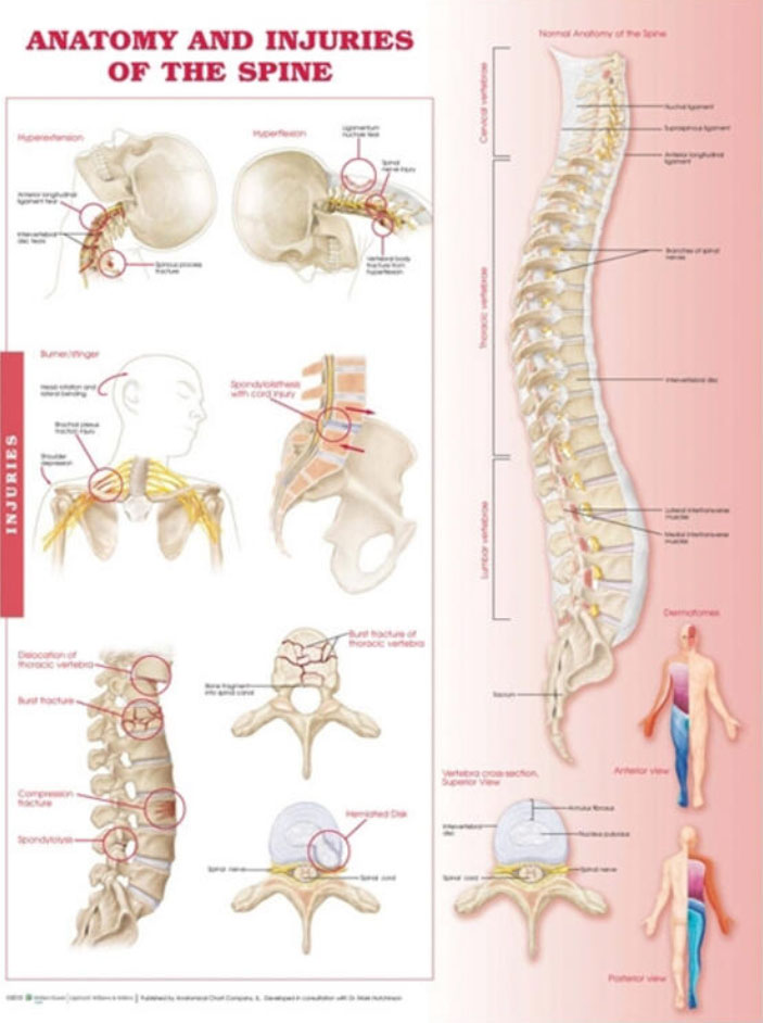 Anatomy and Injuries of the Spine - Adam,Rouilly