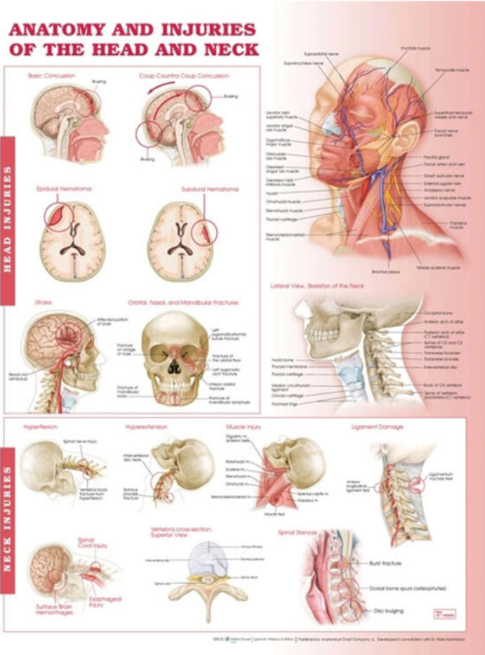 Anatomy Of Head And Neck