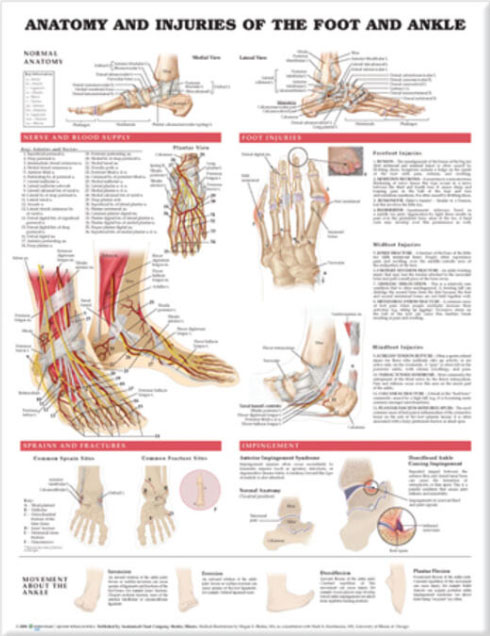 Anatomy & Injuries Of The Foot & Ankle Chart | Adam,Rouilly